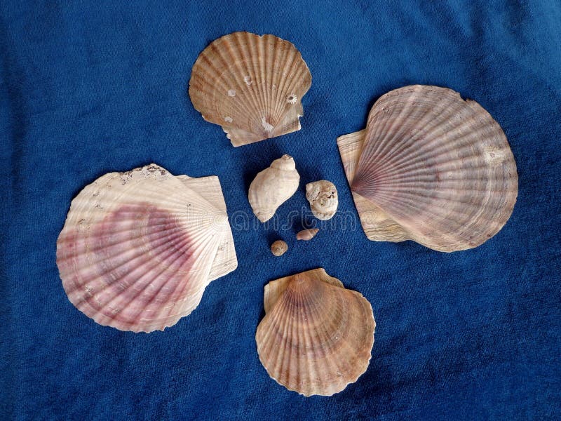 Scallop Seashells on Blue Fabric Stock Photo - Image of shells ...