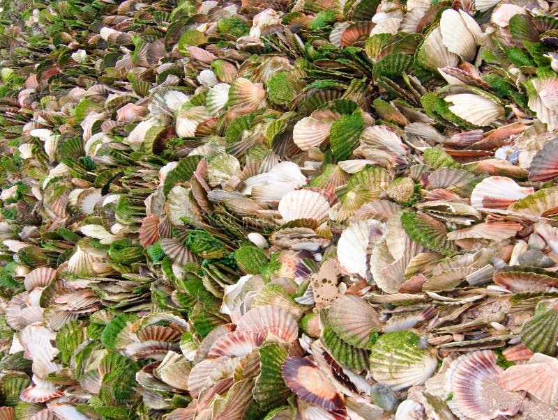Lots of Scallop Seashells on a Beach. Stock Photo - Image of discarded ...