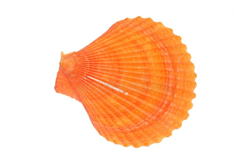 Two Sides of a Scallop Shell Stock Image - Image of elements, holiday ...