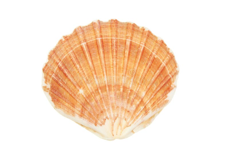 Scallop shell stock photo. Image of brown, calcium, striated - 11274486