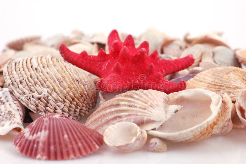 Scallop Shell Encrusted with Calcareous Tubes Stock Image - Image of ...