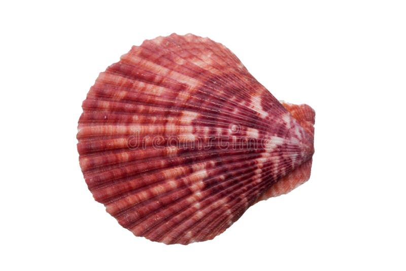 Radial Sea Shell Isolated stock image. Image of radial - 14164683
