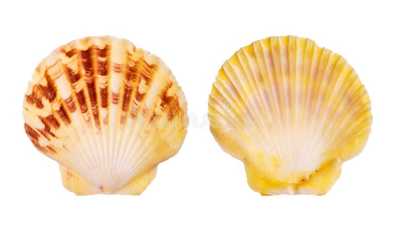 Scallop shell stock photo. Image of yellow, color, white - 3056146