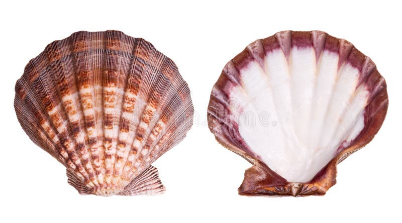 Scallop shell stock photo. Image of tropical, color, bottom - 3056172