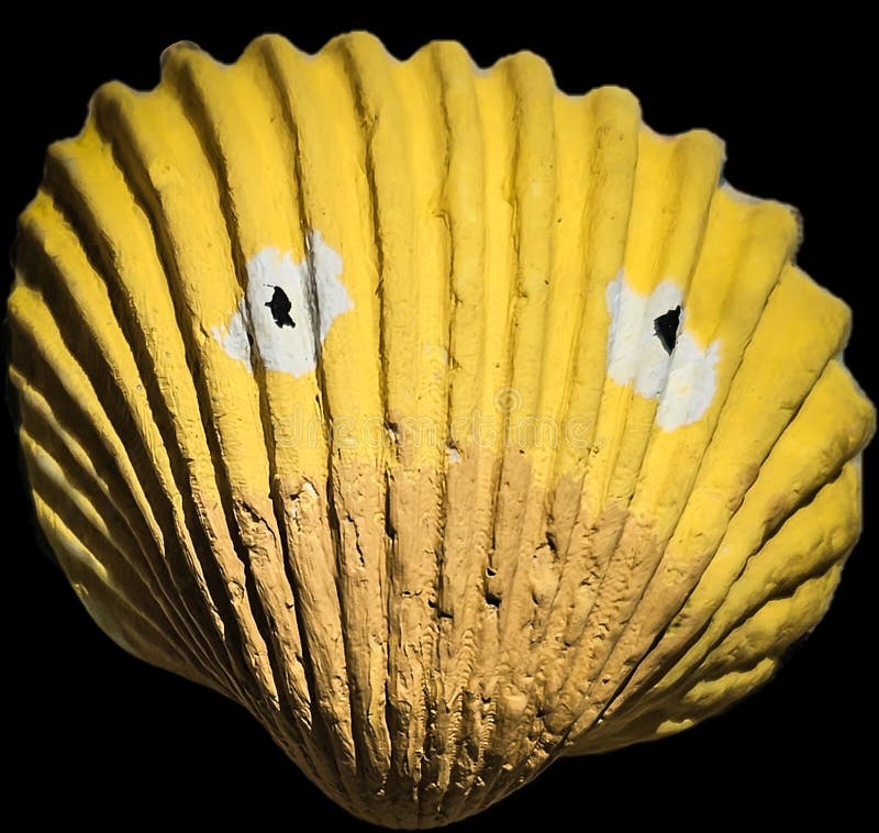The Scallop Shell stock image. Image of close, shellfish - 332513957