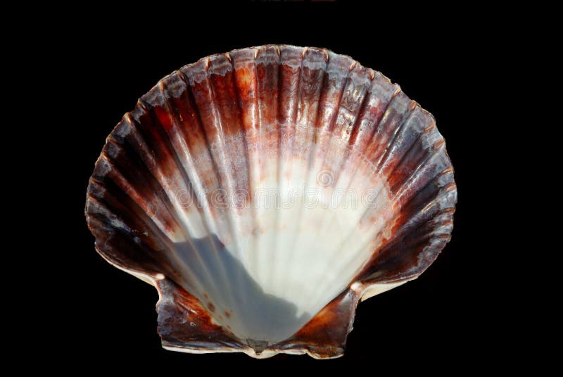 Scallop shell stock photo. Image of nature, texture, background - 3372206