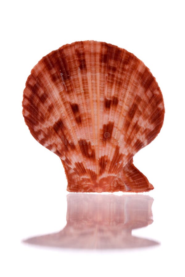 Scallop shell stock photo. Image of isolated, marine, reflected - 5700842