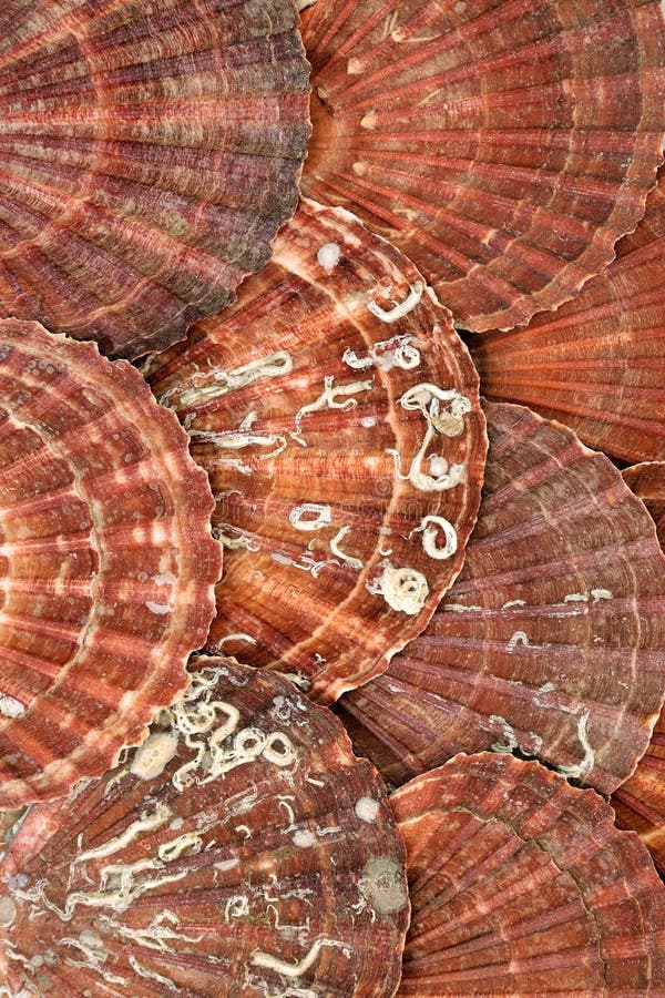 Scallop Shell Abstract Background Composition Stock Photo - Image of ...