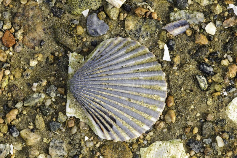 Scallop shell on beach stock image. Image of england - 82480445