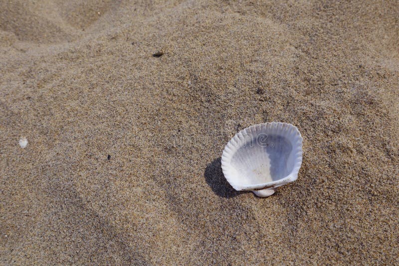 Scallop shell on the beach stock photo. Image of rock - 271918718