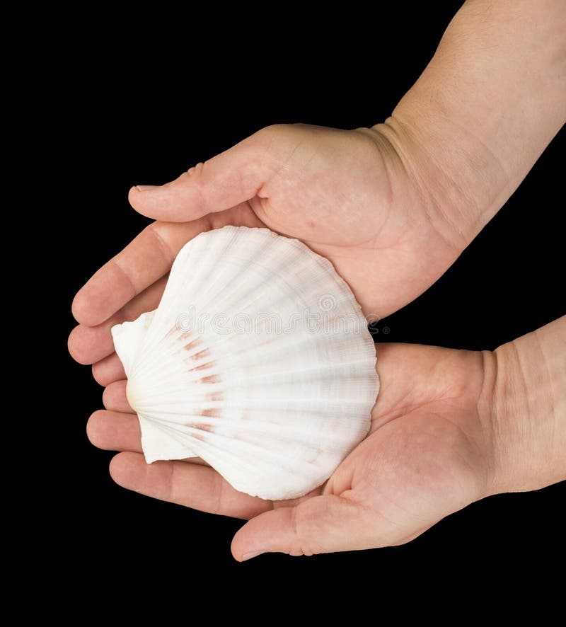 Scallop shell stock photo. Image of aquatic, natural - 33685822