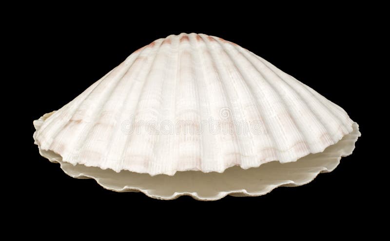 Scallop shell stock photo. Image of aquatic, shellfish - 33619096