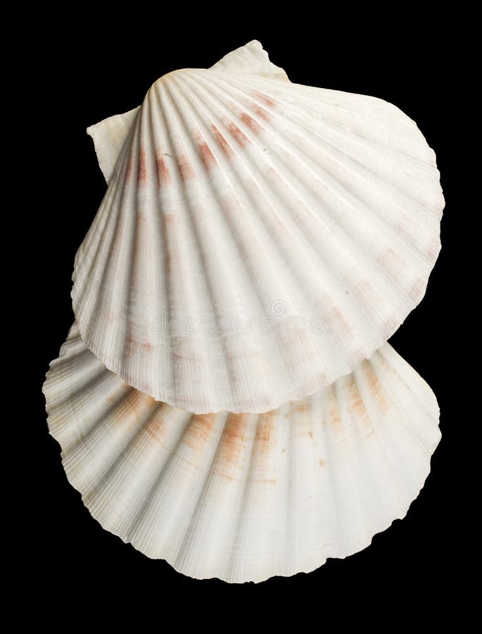 Scallop shell stock photo. Image of mollusc, background - 33685832