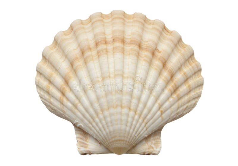 Elegant Scallop Shell Seashell Ocean Beach Coastal Beige Cream Nature ...
