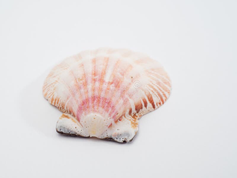 Scallop Shell Close Up on White Stock Photo - Image of spiral, tropical ...