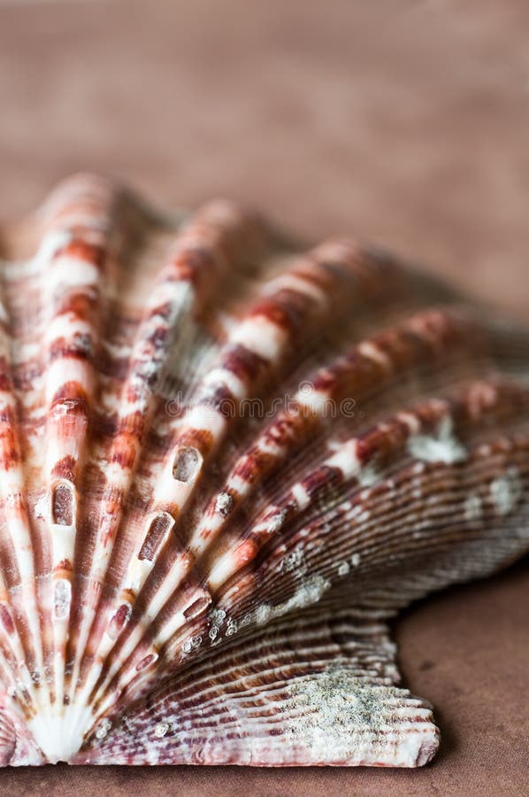 Scallop Shell Close Up on White Stock Image - Image of summer, shot ...
