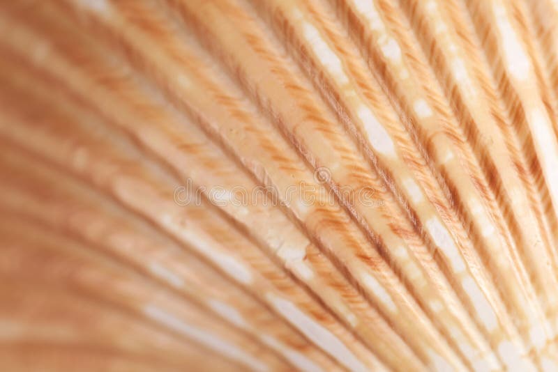 Scallop Shell Encrusted with Calcareous Tubes Stock Image - Image of ...