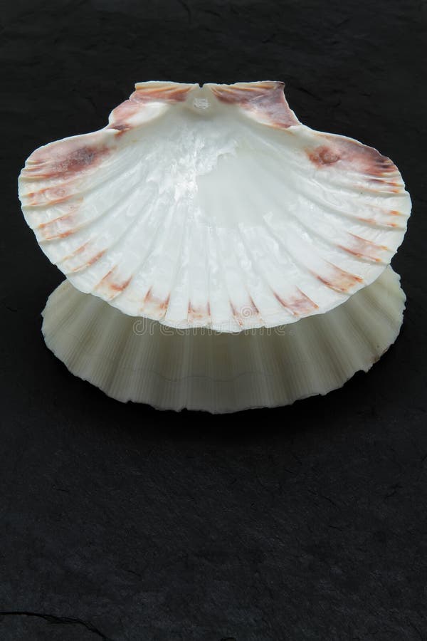 Scallop shell stock image. Image of isolated, object - 49109203