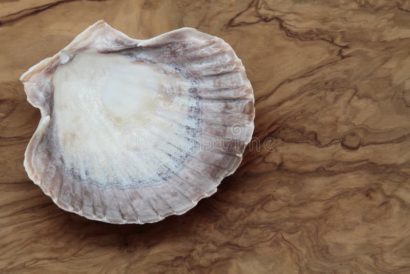Scallop shell stock photo. Image of marine, shell, life - 49108288
