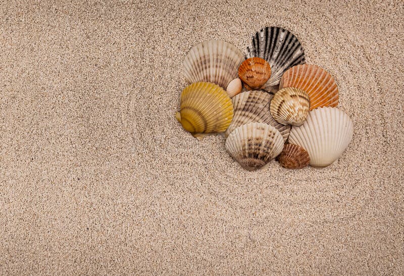 Scallop Shell Collection in a Sand Garden Stock Photo - Image of ...