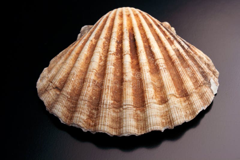 Scallop Shell - Decoration Object Stock Photo - Image of fish, food ...