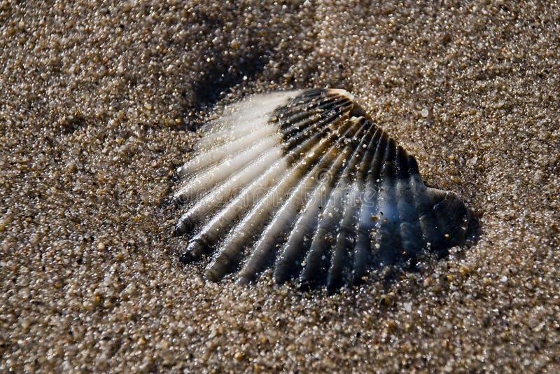 Scallop Shell Encrusted with Calcareous Tubes Stock Image - Image of ...