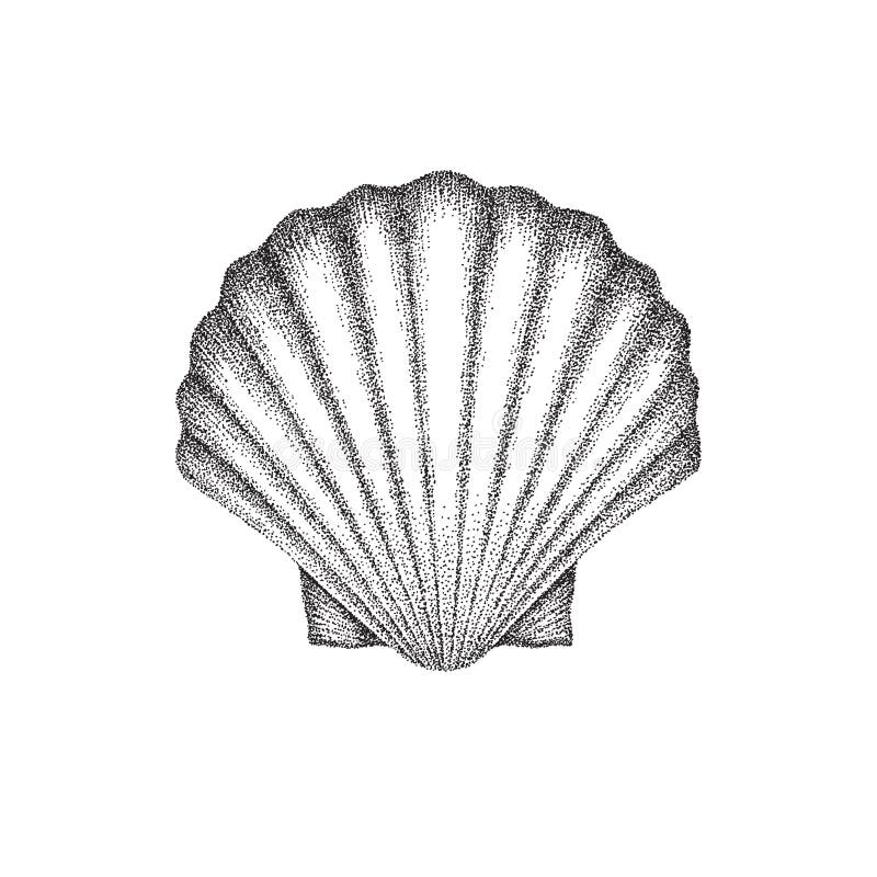 Scallop Shell, Seashell, Isolated, Watercolor Illustration on White ...