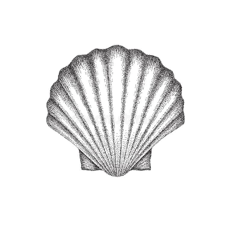 Scallop Shell Drawing Stock Illustrations – 8,242 Scallop Shell Drawing ...