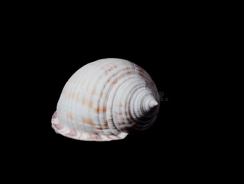 Scallop Shell Isolated stock photo. Image of isolation - 241072288