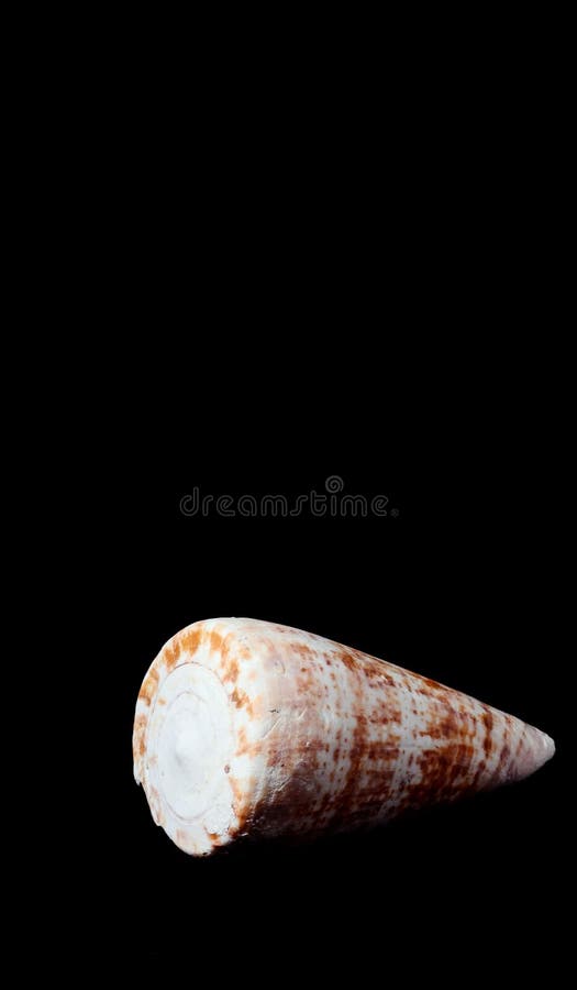 Scallop Shell Isolated stock photo. Image of marine - 241072290