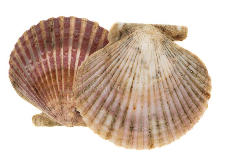 Scallop shell isolated stock photo. Image of pattern - 212883702