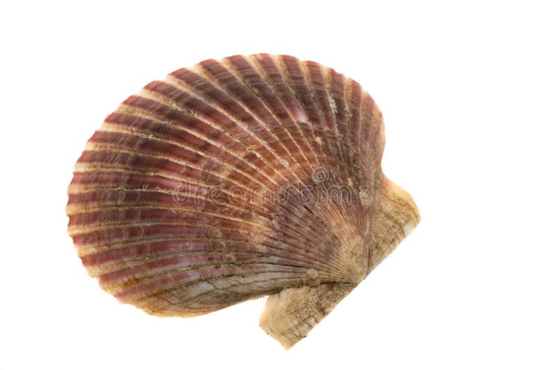 Scallop shell isolated stock photo. Image of seashell - 212883988