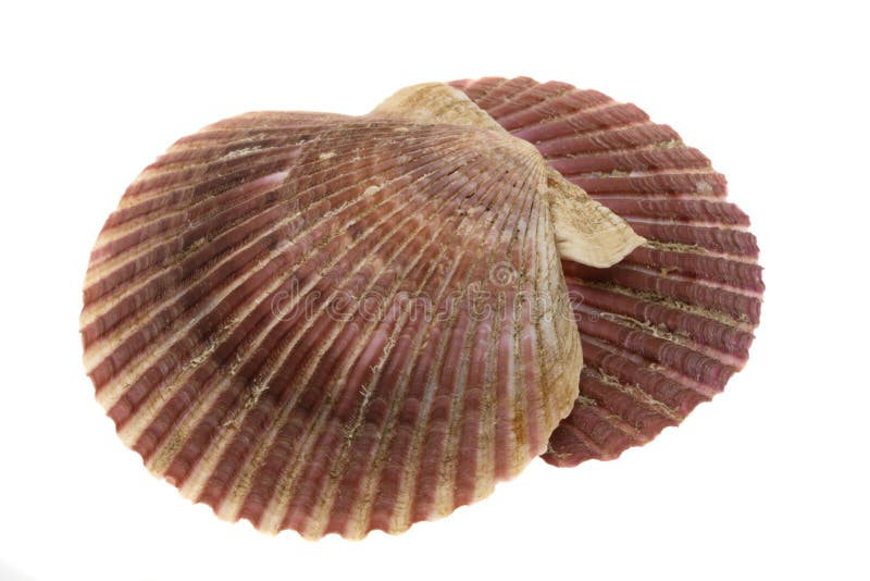 Scallop shell isolated stock photo. Image of closeup - 212883558