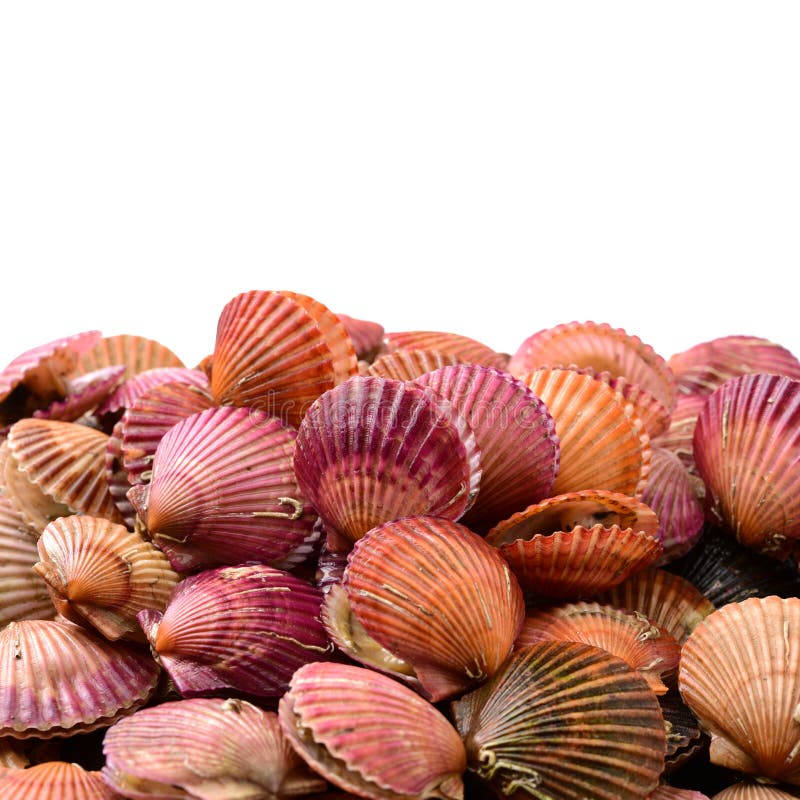 Scallop in Shell stock photo. Image of abstract, group - 136141012