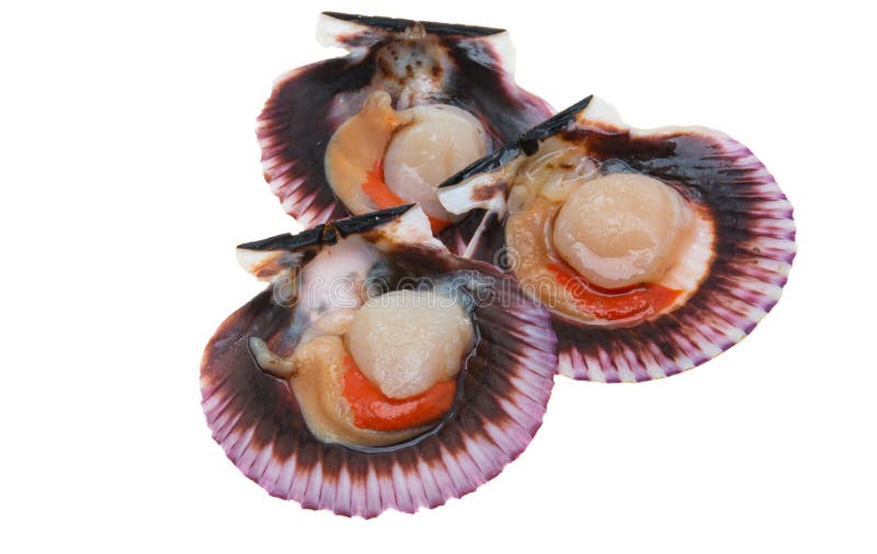 Scallop shell isolated stock image. Image of object - 245130779