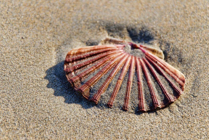 Scallop Shell Encrusted with Calcareous Tubes Stock Image - Image of ...