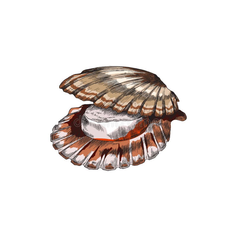 Scallop Shell with Open Shells and Mollusk, Color Vector Illustration ...