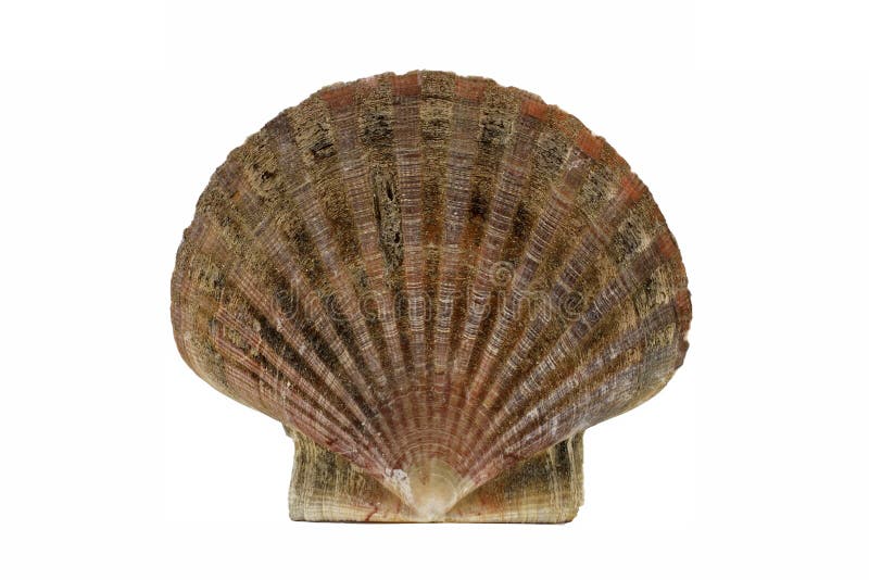 Scallop Shell, (Pecten Maximus) Stock Photo - Image of brown, color ...