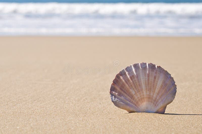 Scallop shell in sand. stock photo. Image of sand, cockle - 15585532