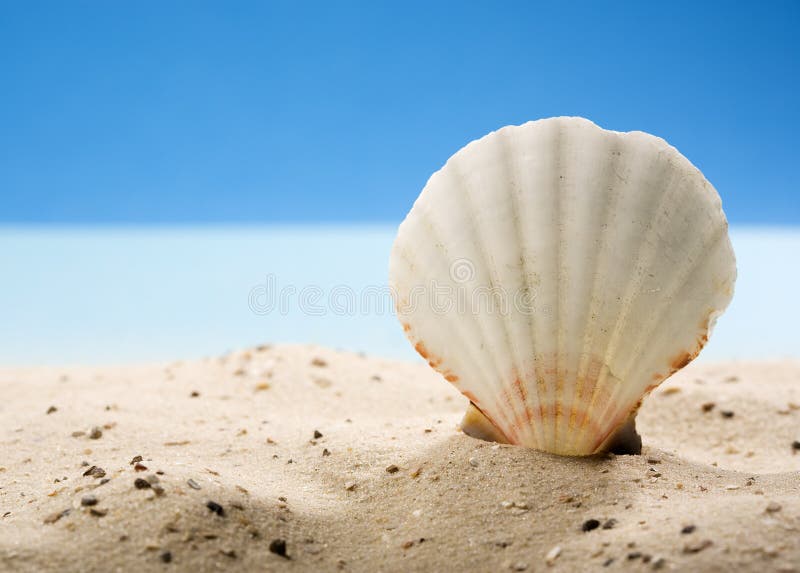 Scallop Shell in Sand at Beach Stock Image - Image of seafood, scallop ...