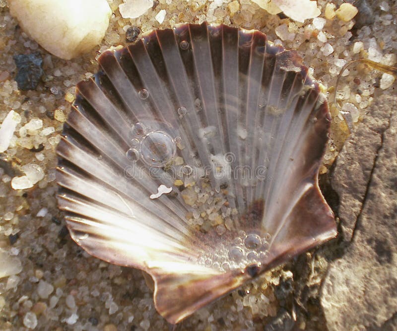 Scallop Shell and Sand in Water Stock Image - Image of maritime, nature ...