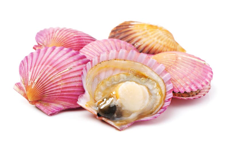 Scallop in Shell stock photo. Image of multi, surface - 113016870