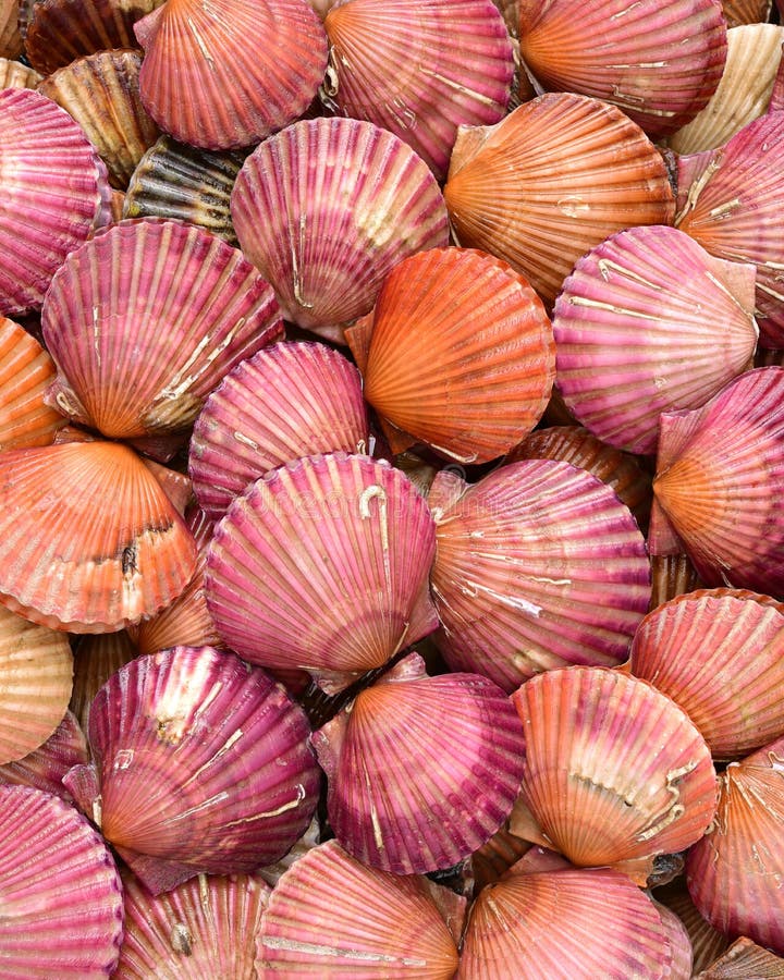 Scallop in Shell stock photo. Image of objects, abstract - 107611818
