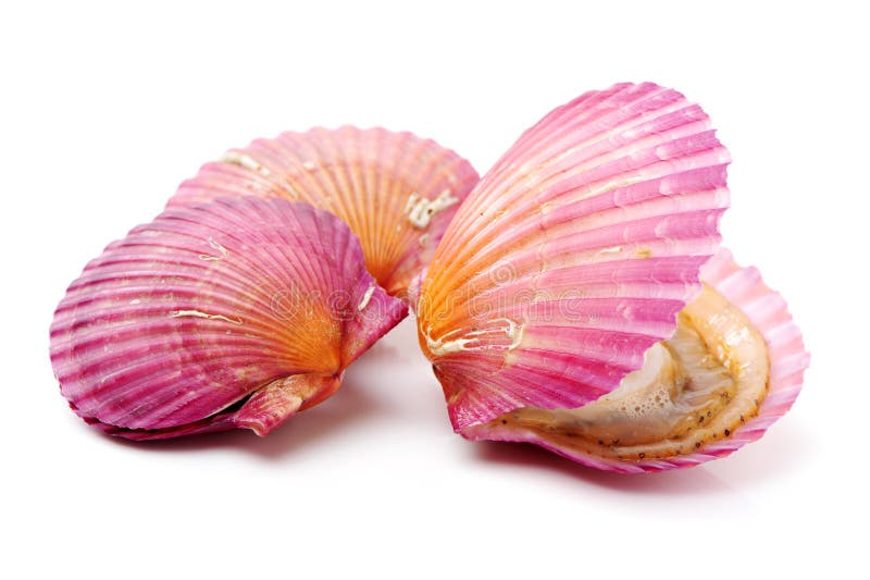 Scallop in Shell stock image. Image of life, textured - 112622783