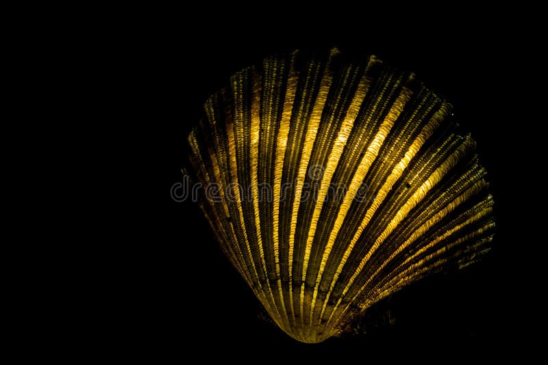 Scallop shell stock photo. Image of black, marine, mollusk - 63356426