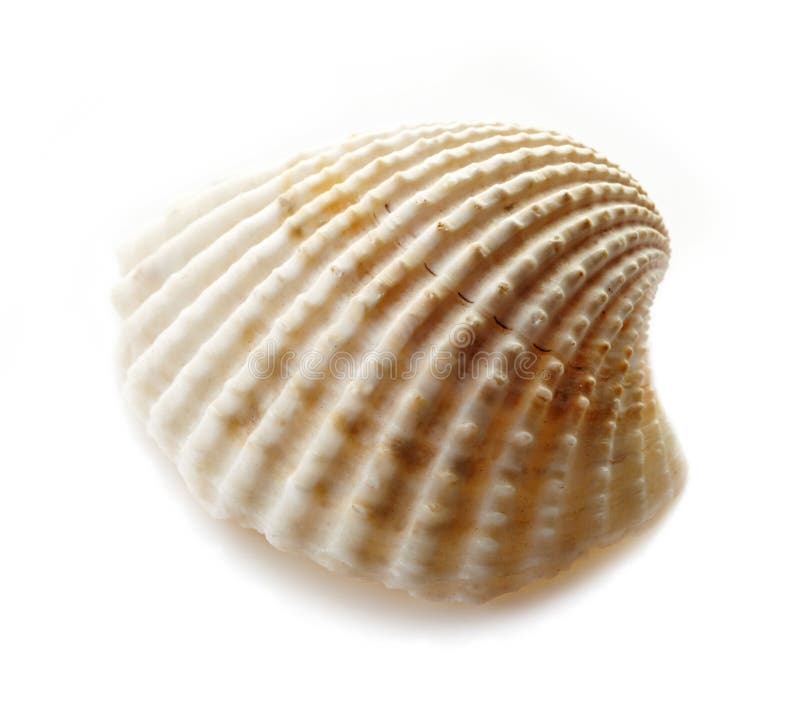 Scallop shell stock image. Image of shape, single, aged - 33809001