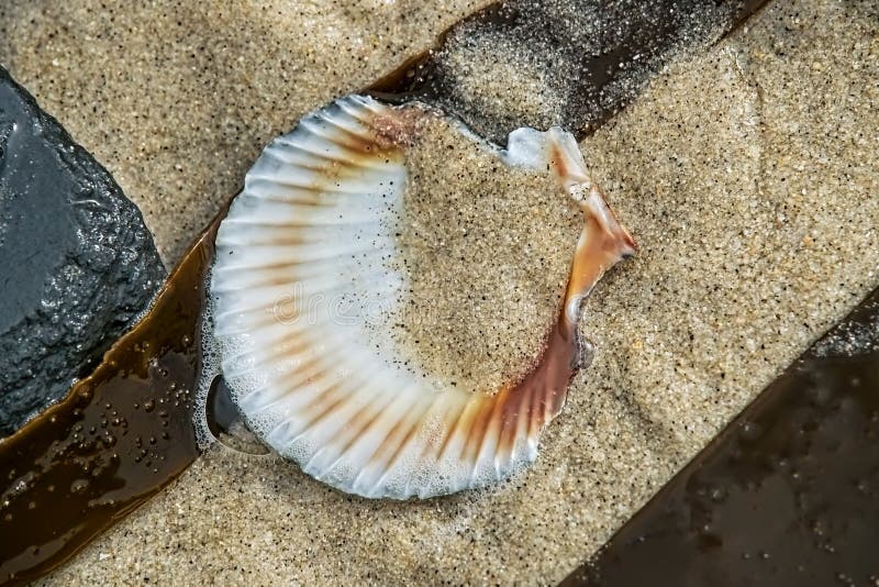 Scallop Shell Encrusted with Calcareous Tubes Stock Image - Image of ...