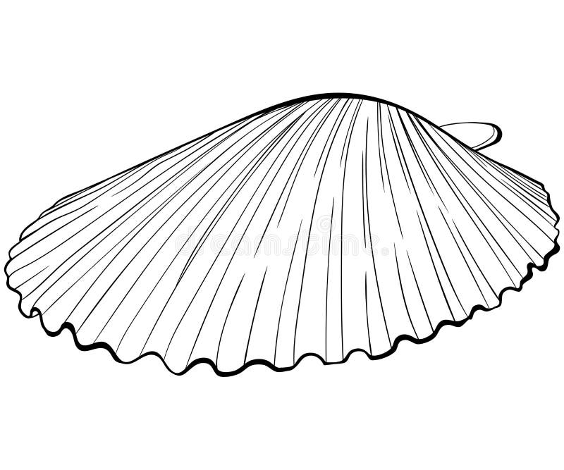 Scallop Shell Side View Line Art Stock Vector - Illustration of print ...