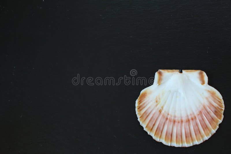 Scallop Shell on a Slate Plate Stock Photo - Image of scallop ...