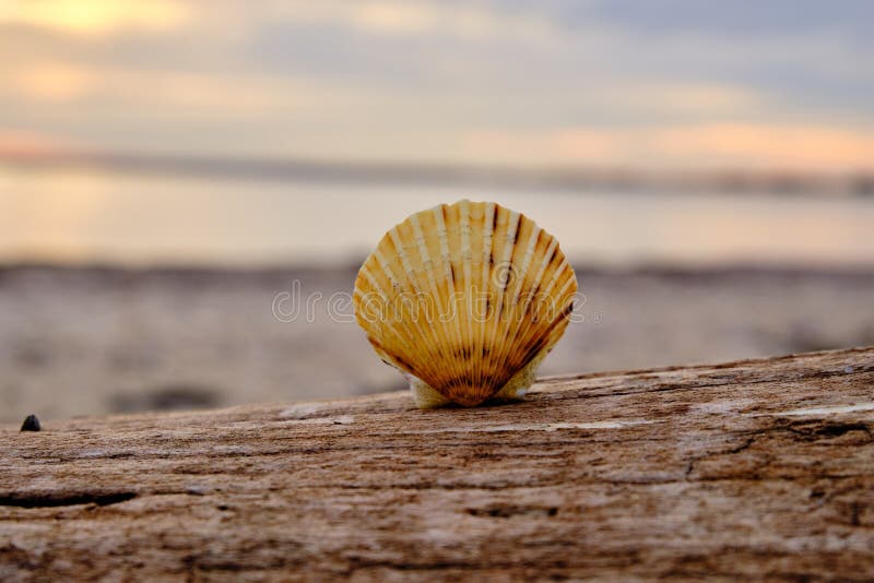Scallop Shell Standing Upright on a Wooden Surface with the Shore on ...